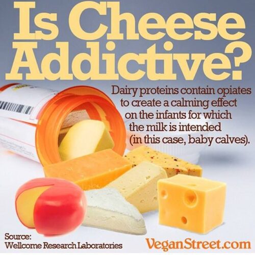 Let’s Talk Vegan Milks & Cheeses | A Blog About Stuff