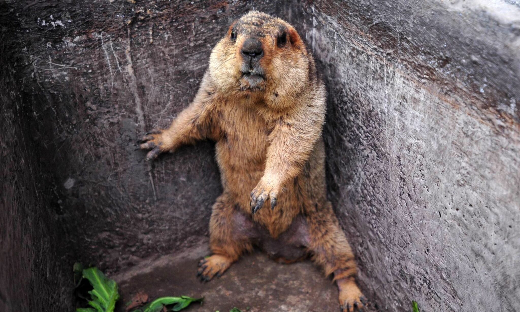 Is It Time To Let Go Of Groundhog Day? | A Blog About Stuff